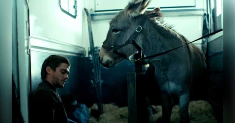 Cannes Jury Prize Winner 'EO' Shows Modern Europe Through A Donkey's Vision