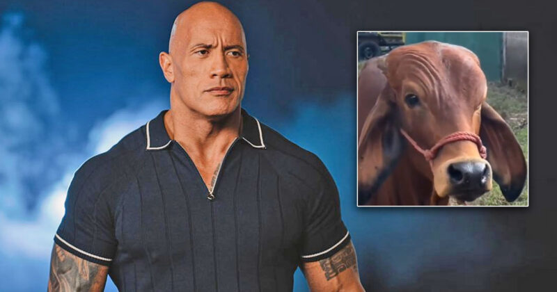 Dwayne Johnson: 0 - Cow: 1, Here's How 'The Rock' Reacted To A Viral ...