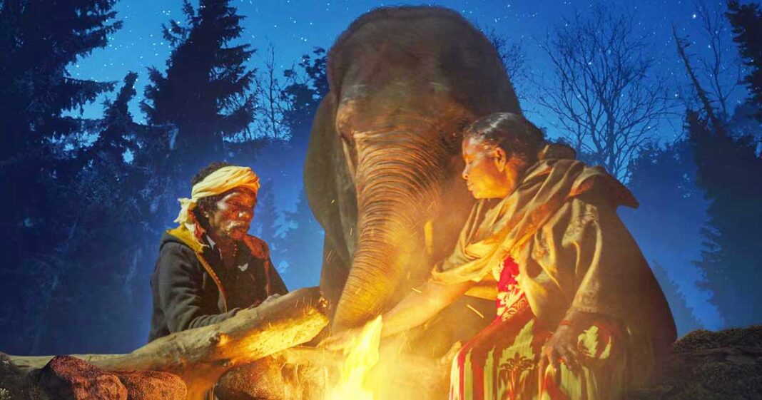 Netflix Documentary Titled 'The Elephant Whisperers' Follows Couple As ...