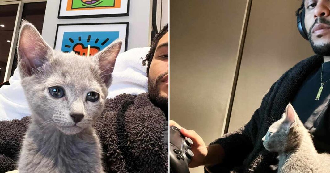 The Weeknd Turns Babysitter For His Paw-Some Friend, Send Netizens Into ...