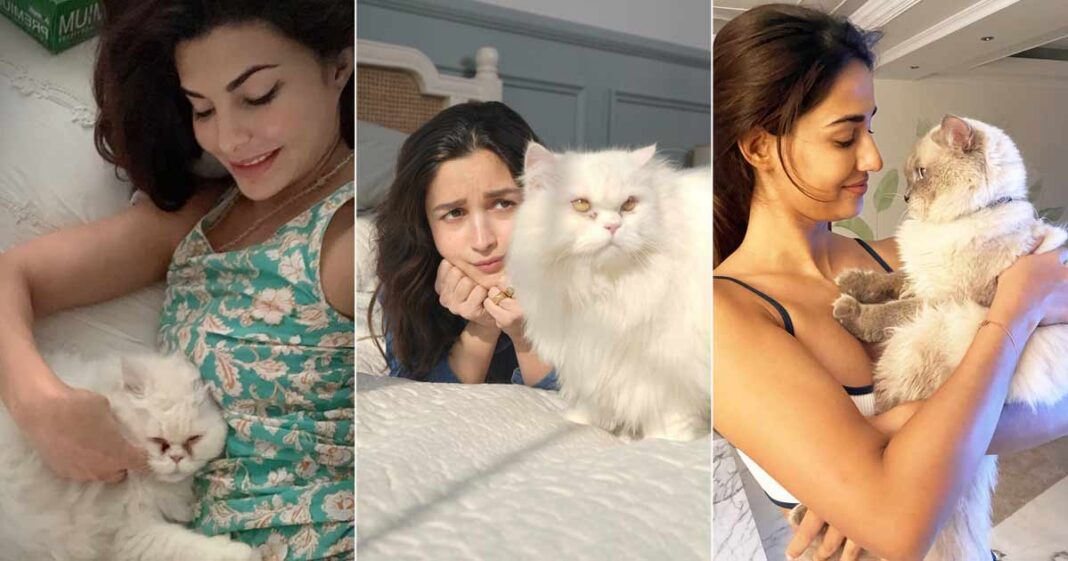 Not Just Alia Bhatt, Jacqueline Fernandez, Disha Patani & Other ...