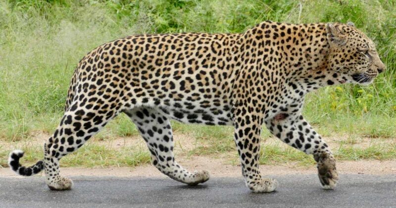 Leopard Enters A Show’s Sets In Film City In Goregaon East, Leaves With ...