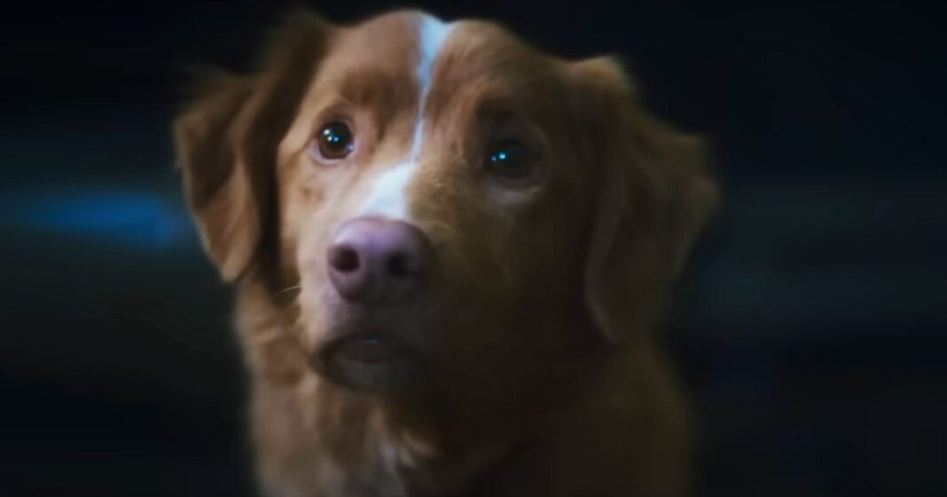 Good Boy: Dog-Led Horror Movie Earns Stellar Rotten Tomatoes Score ...