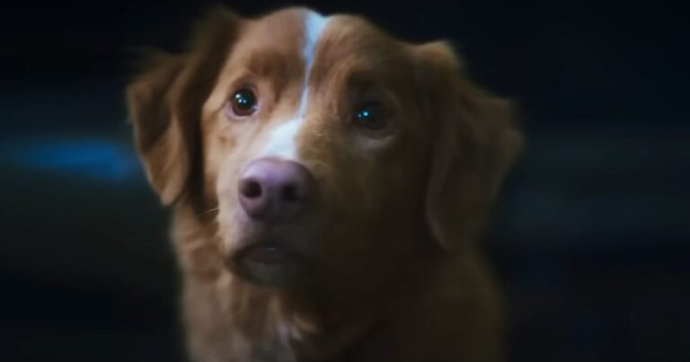 Good Boy: Dog-Led Horror Movie Earns Stellar Rotten Tomatoes Score ...